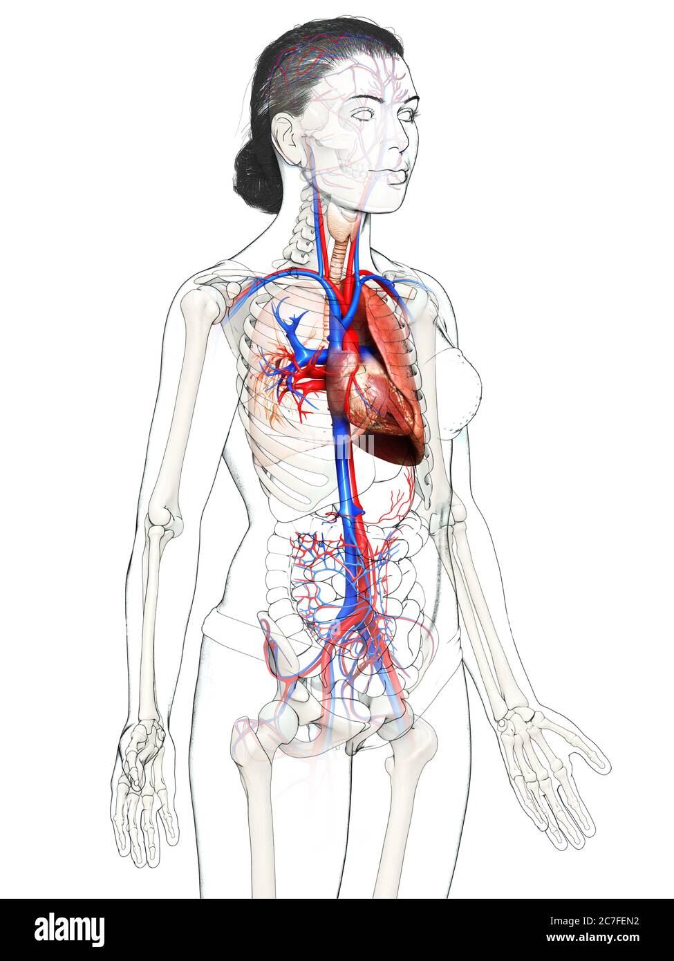 3d rendered, medically accurate illustration of a female lung anatomy ...