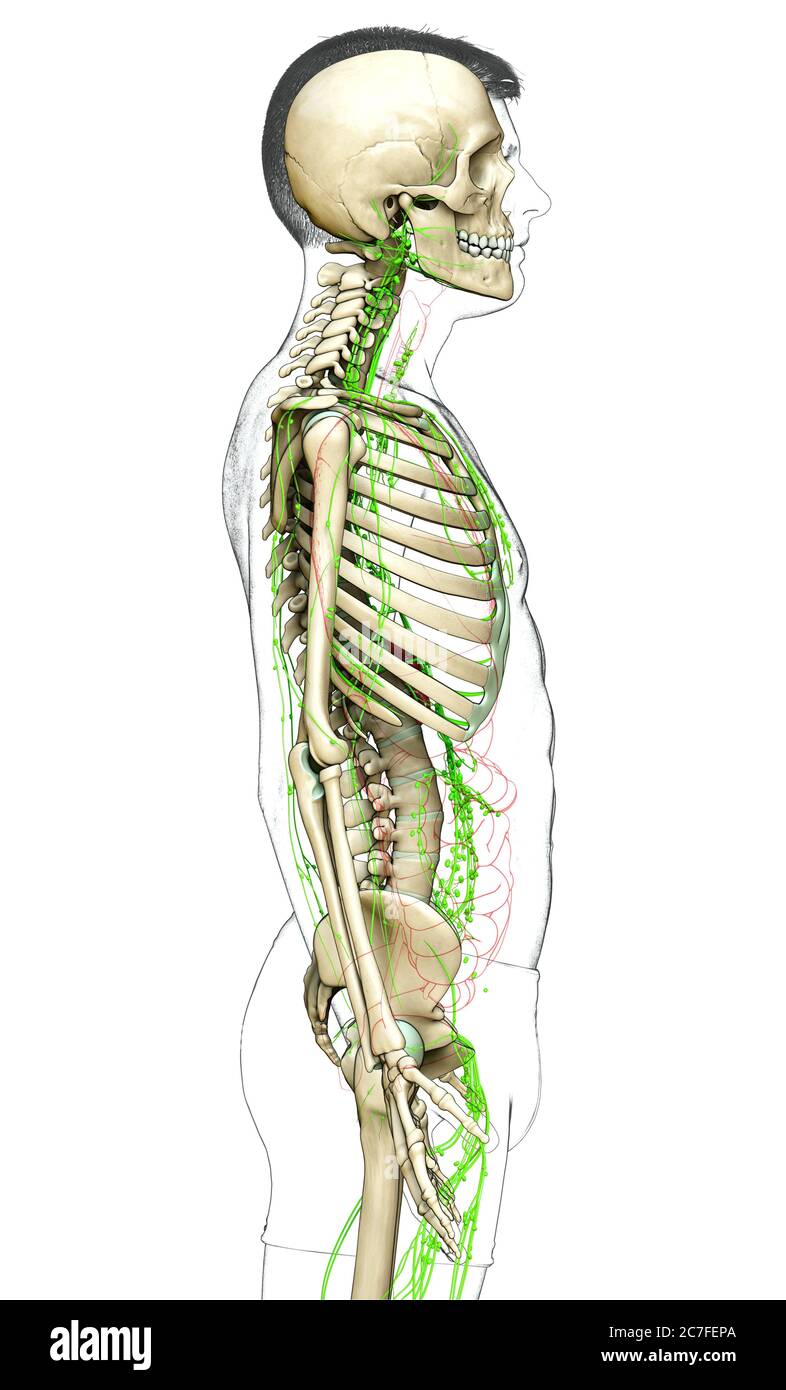 3d rendered medically accurate illustration of a male lymphatic system ...