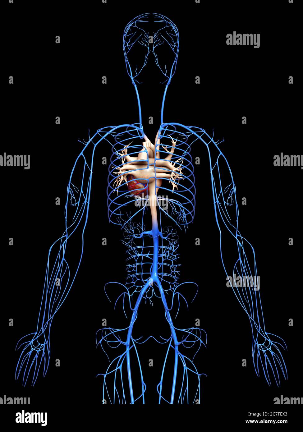 3d rendered medically accurate illustration of the Veins Stock Photo ...