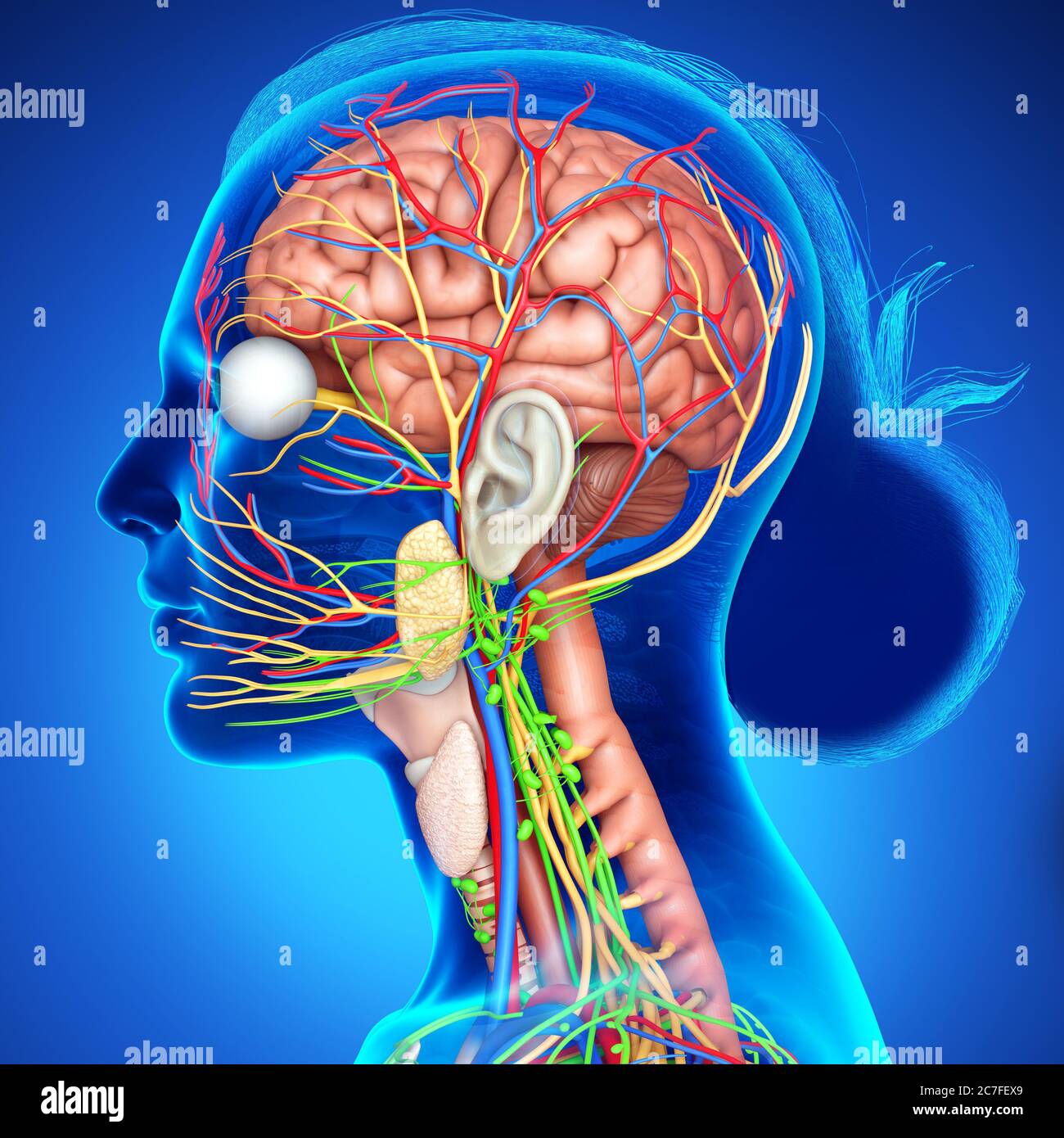 3d rendered medically accurate illustration of a female brain anatomy ...