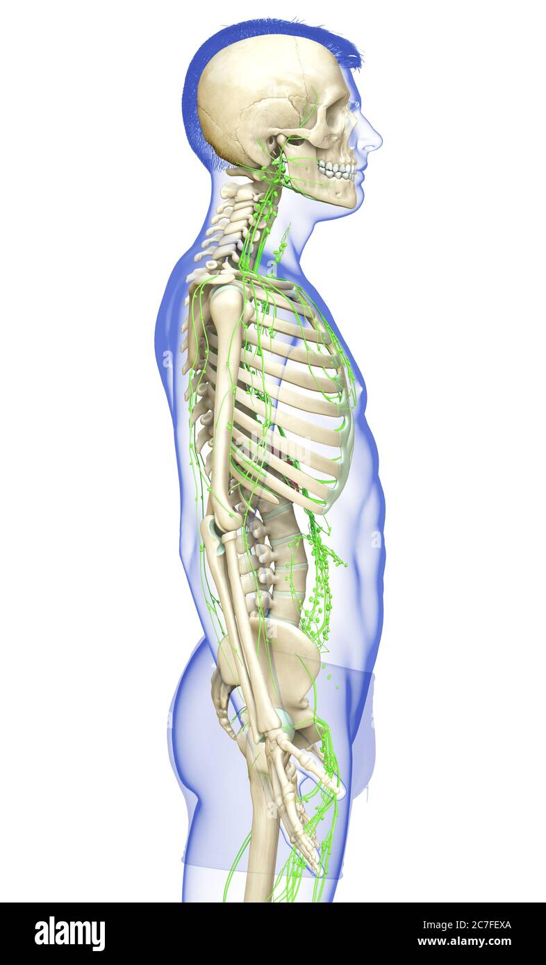 3d rendered medically accurate illustration of a male lymphatic system ...