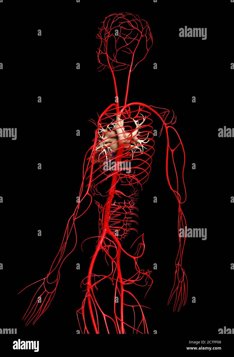 3d rendered medically accurate illustration of arteries Stock Photo - Alamy