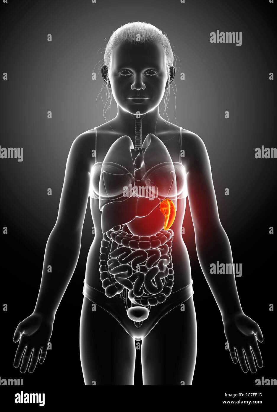 3d rendered, medically accurate illustration of a young girl Spleen ...