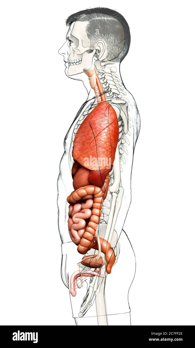 3d rendered medically accurate illustration of Internal organs Stock ...
