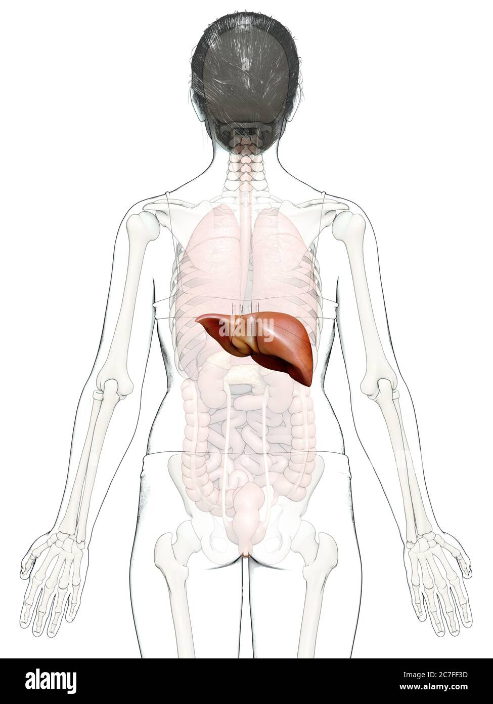 3d rendered, medically accurate illustration of female Liver Anatomy ...