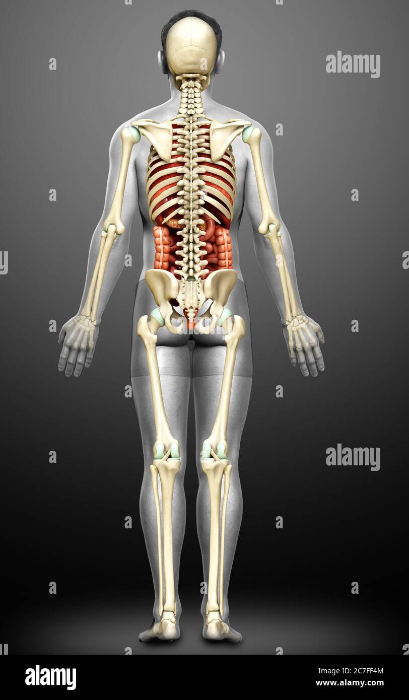 3d rendered medically accurate illustration of male Internal organs and ...