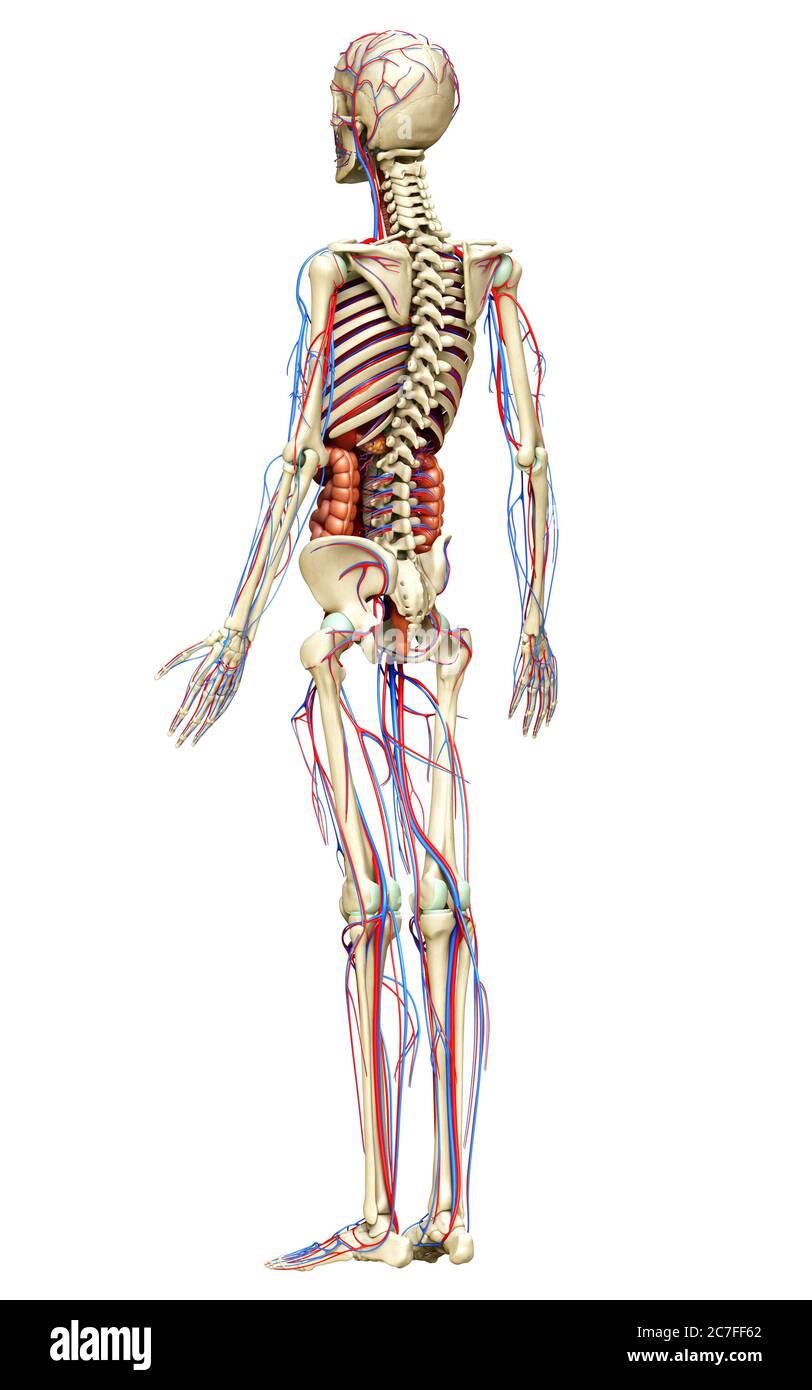 3d rendered medically accurate illustration of female Internal organs ...