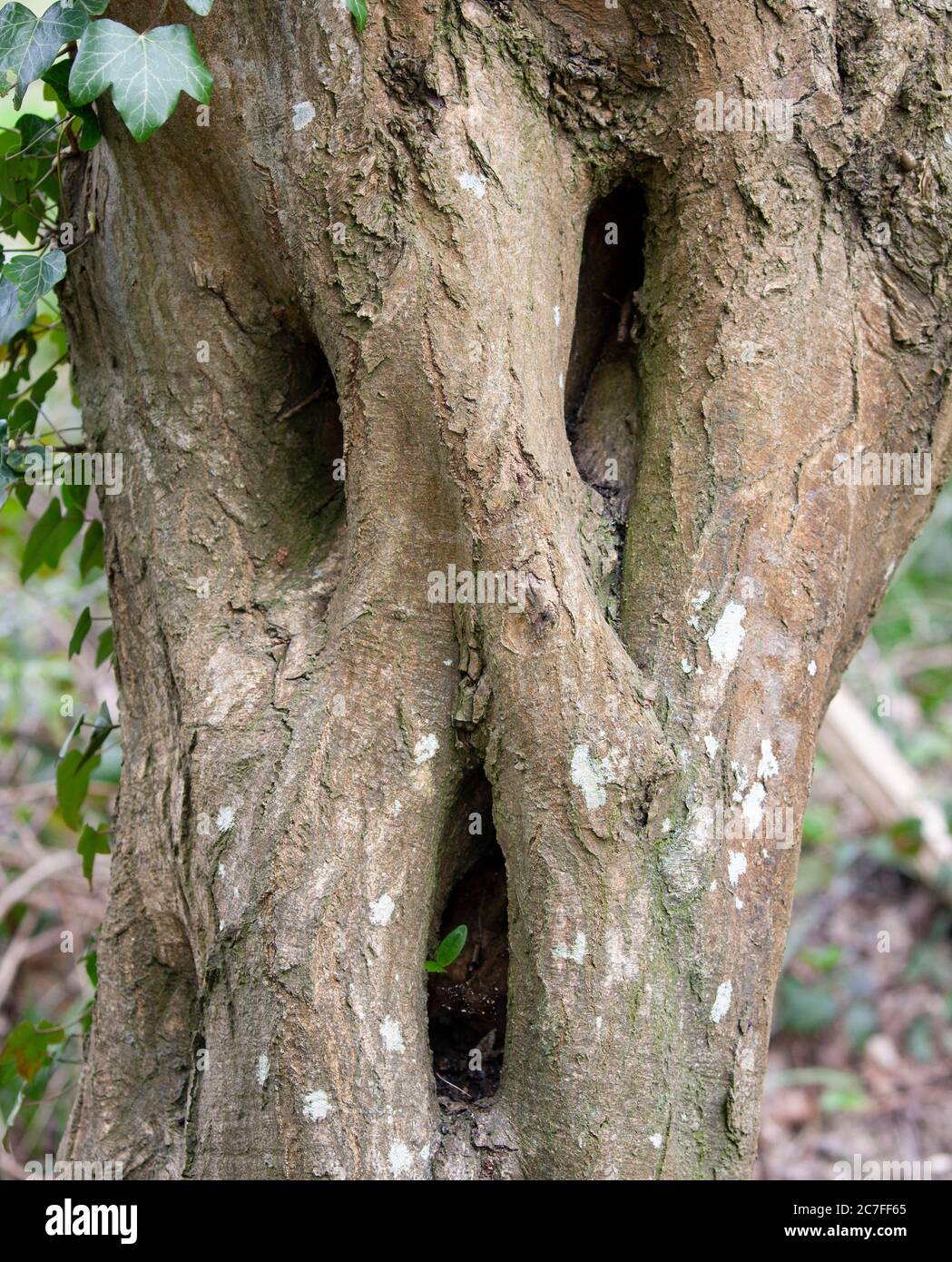 Pareidolia is the psychology of seeing faces in every day things like ...