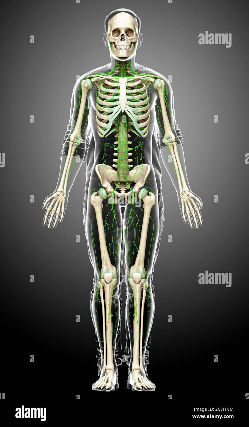 3d rendered medically accurate illustration of a male lymphatic system ...