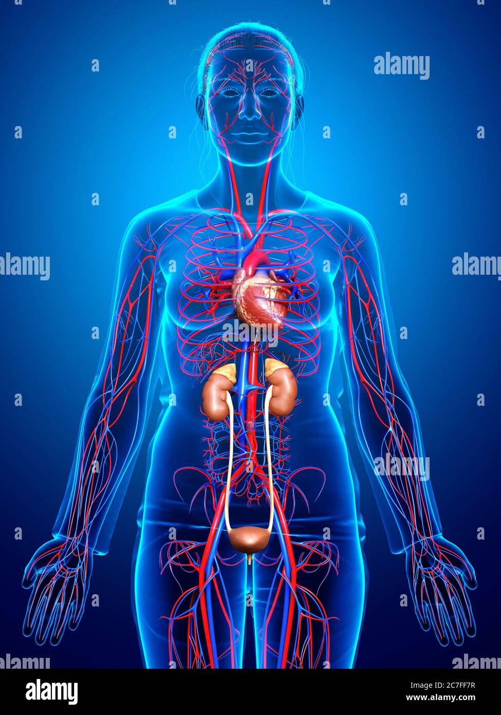 3d rendered, medically accurate illustration of the female kidneys and ...