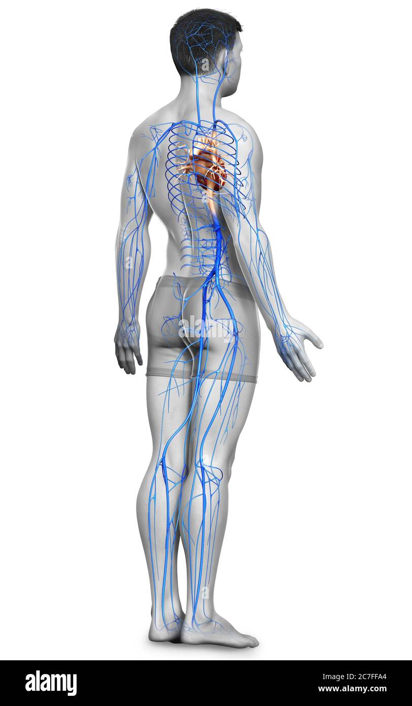 3d rendered medically accurate illustration of a male Veins anatomy ...