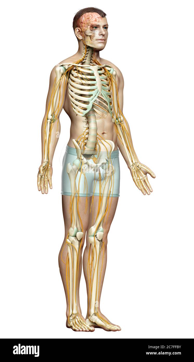 3d rendered medically accurate illustration of the nervous system and ...