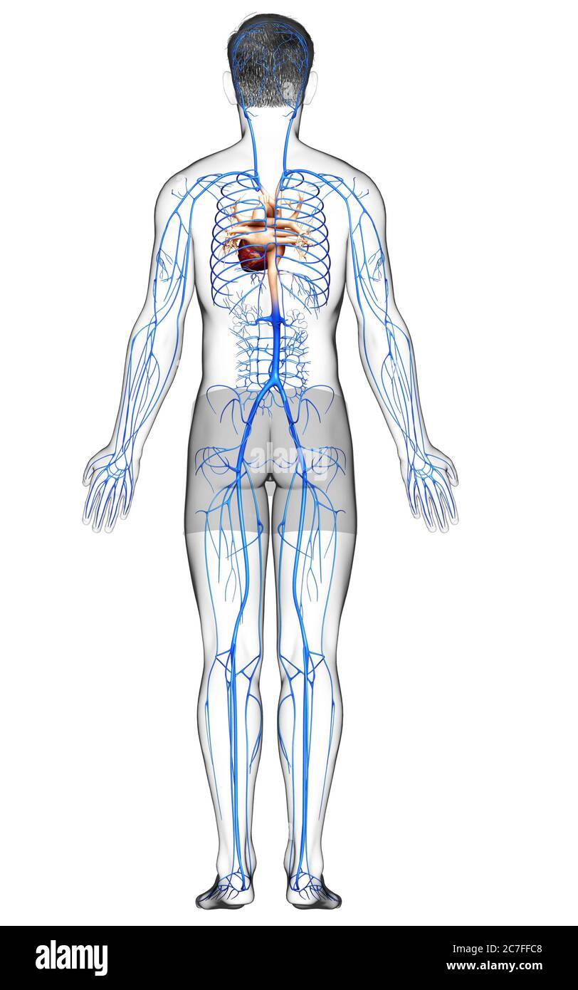 3d rendered medically accurate illustration of a male Veins anatomy ...
