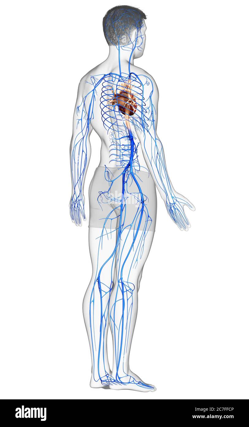 3d rendered medically accurate illustration of a male Veins anatomy ...