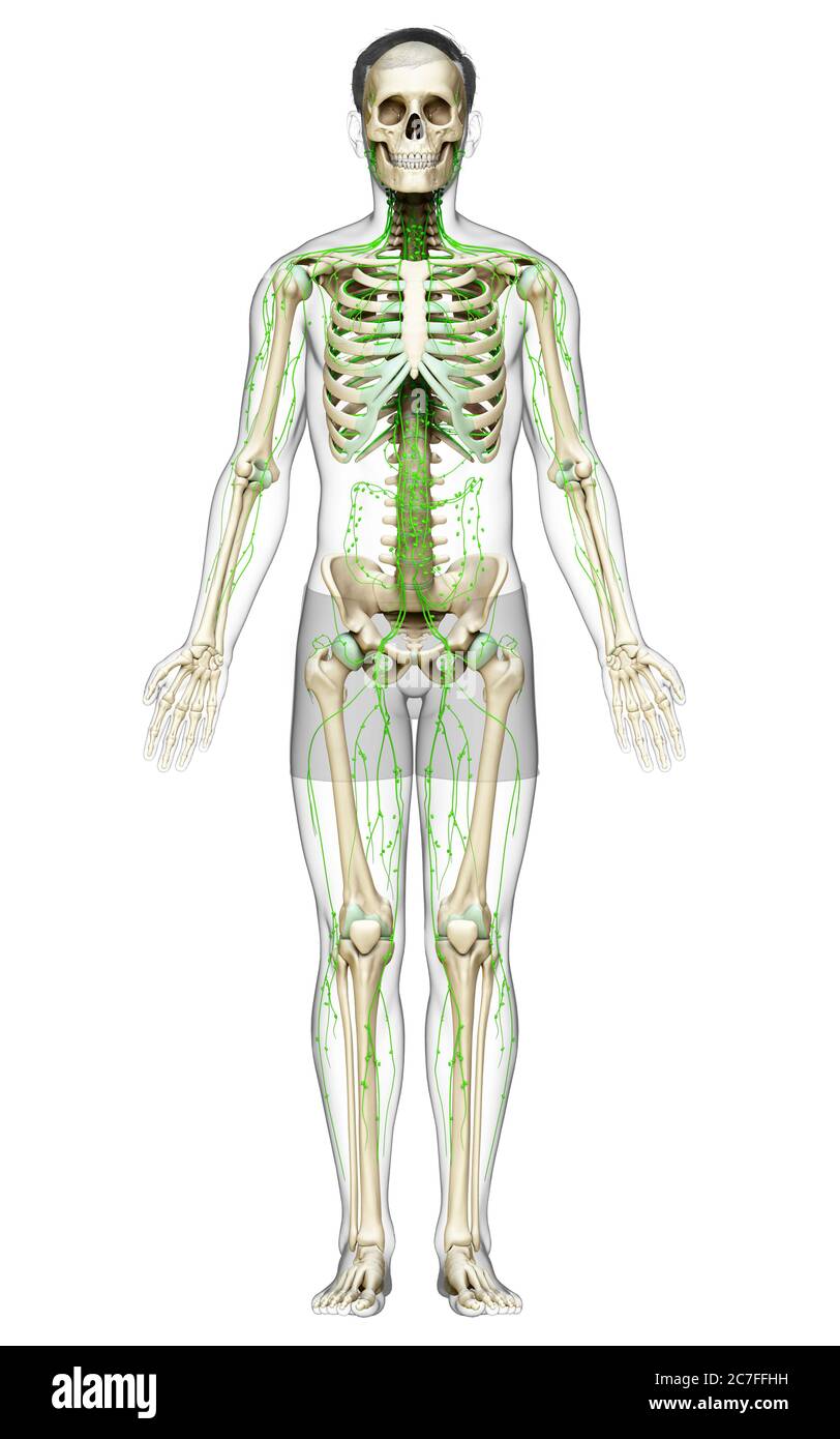 3d rendered medically accurate illustration of a male lymphatic system ...
