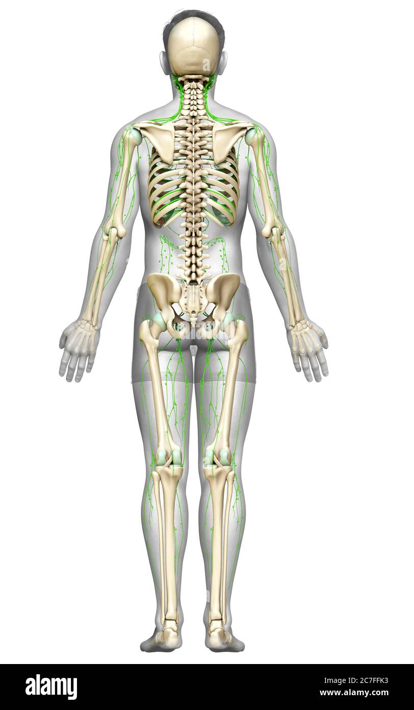 3d rendered medically accurate illustration of a male lymphatic system ...