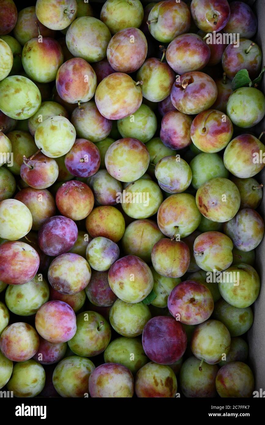 Organic ripe plums background in shades of green and purple colors ...