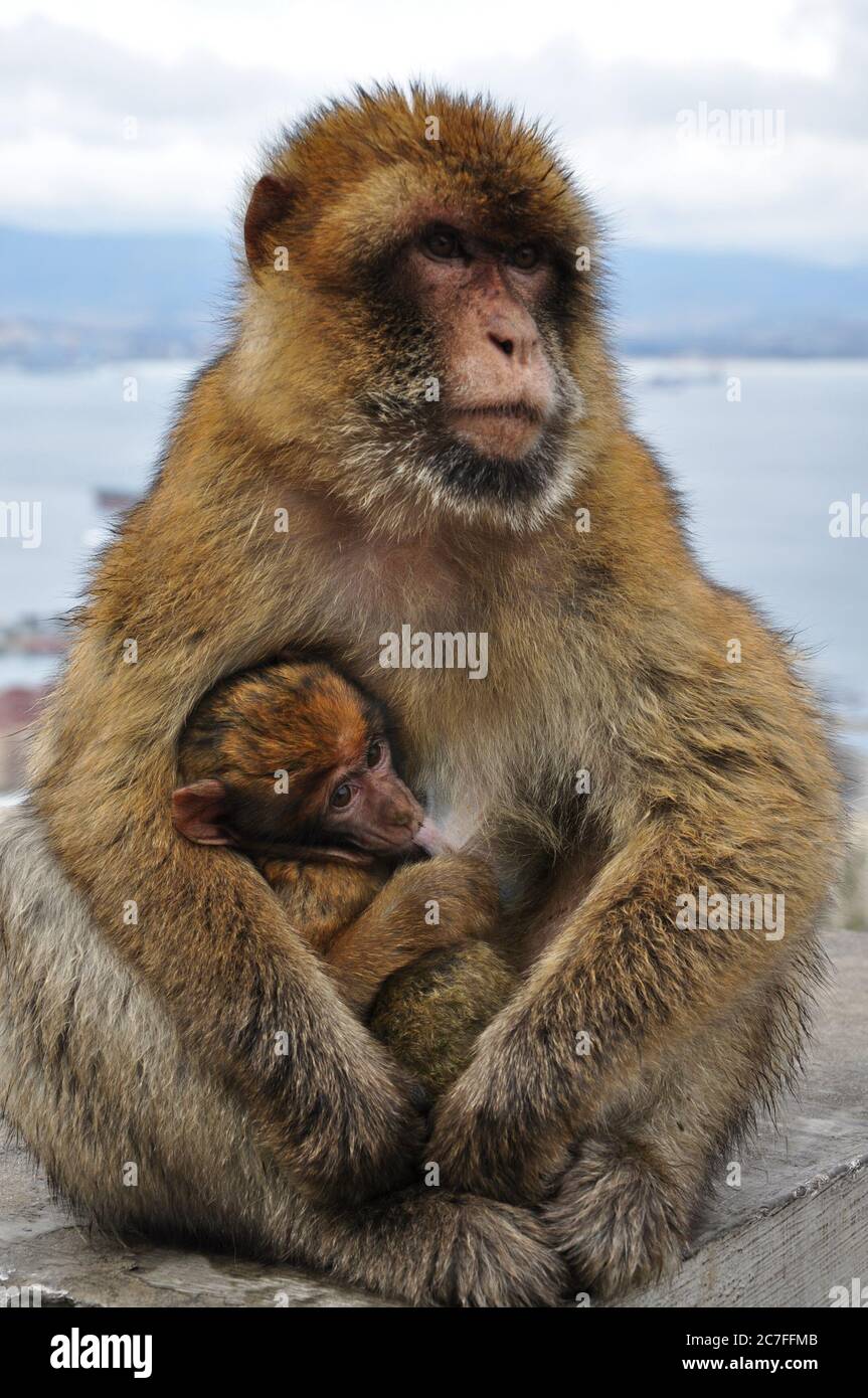 Mother monkey holding cute ape baby with brown fluffy fur. Macaque ...