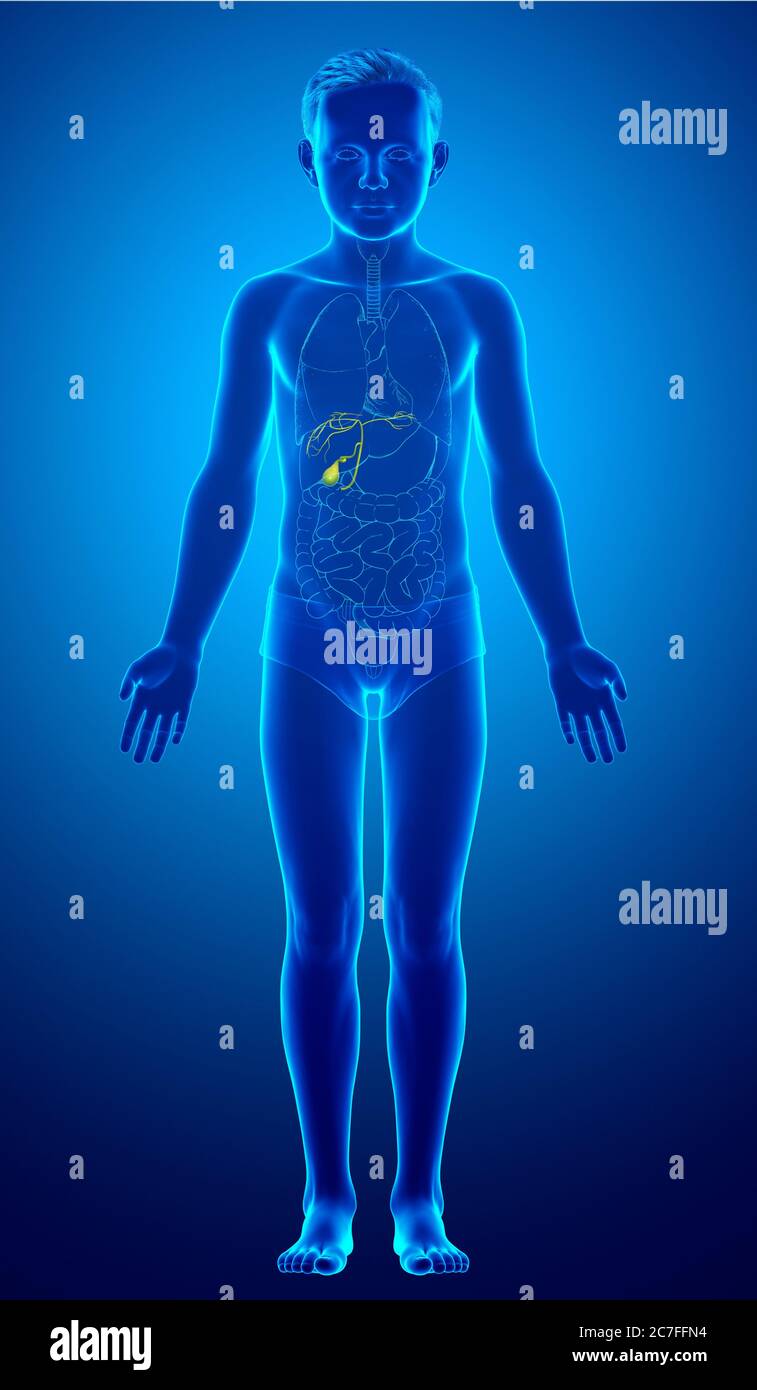 3d rendered medically accurate illustration of young boy Organs ...