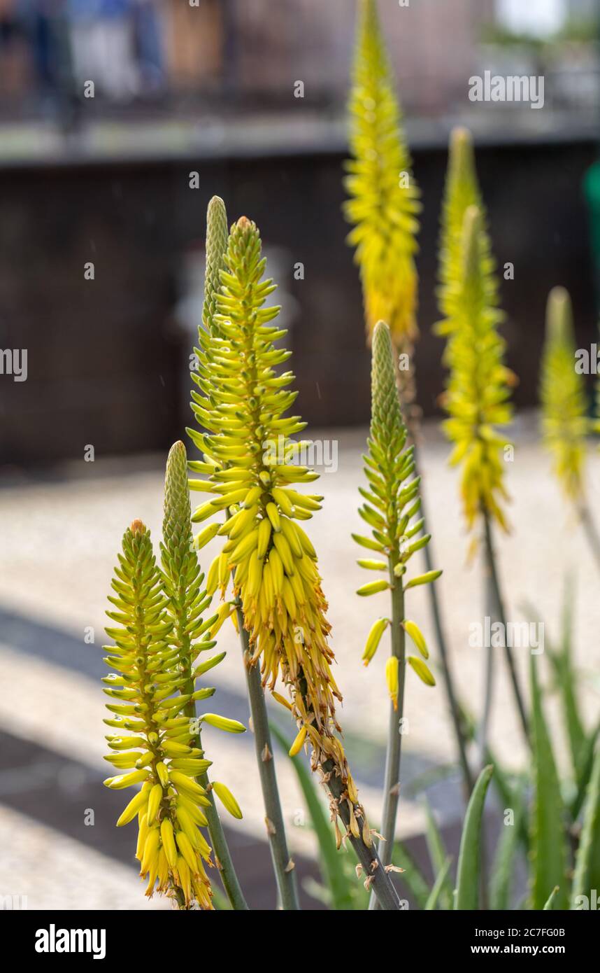 Aloe plant in bloom. Spectacular tall bright orange tubular flower ...