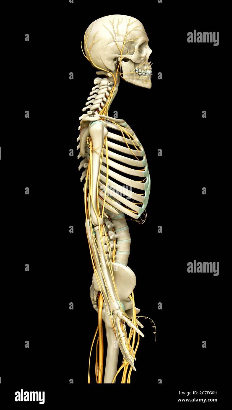 3d rendered medically accurate illustration of the nervous system and ...
