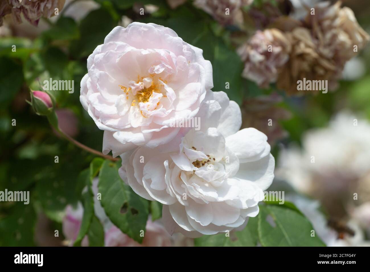 White roses in a garden during spring Stock Photo - Alamy
