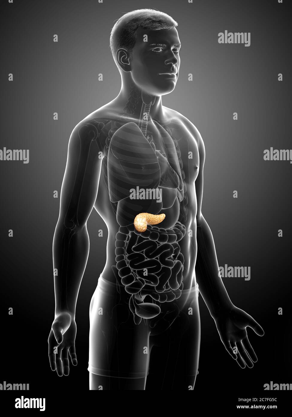 3d rendered, medically accurate illustration of a male pancreas Stock ...