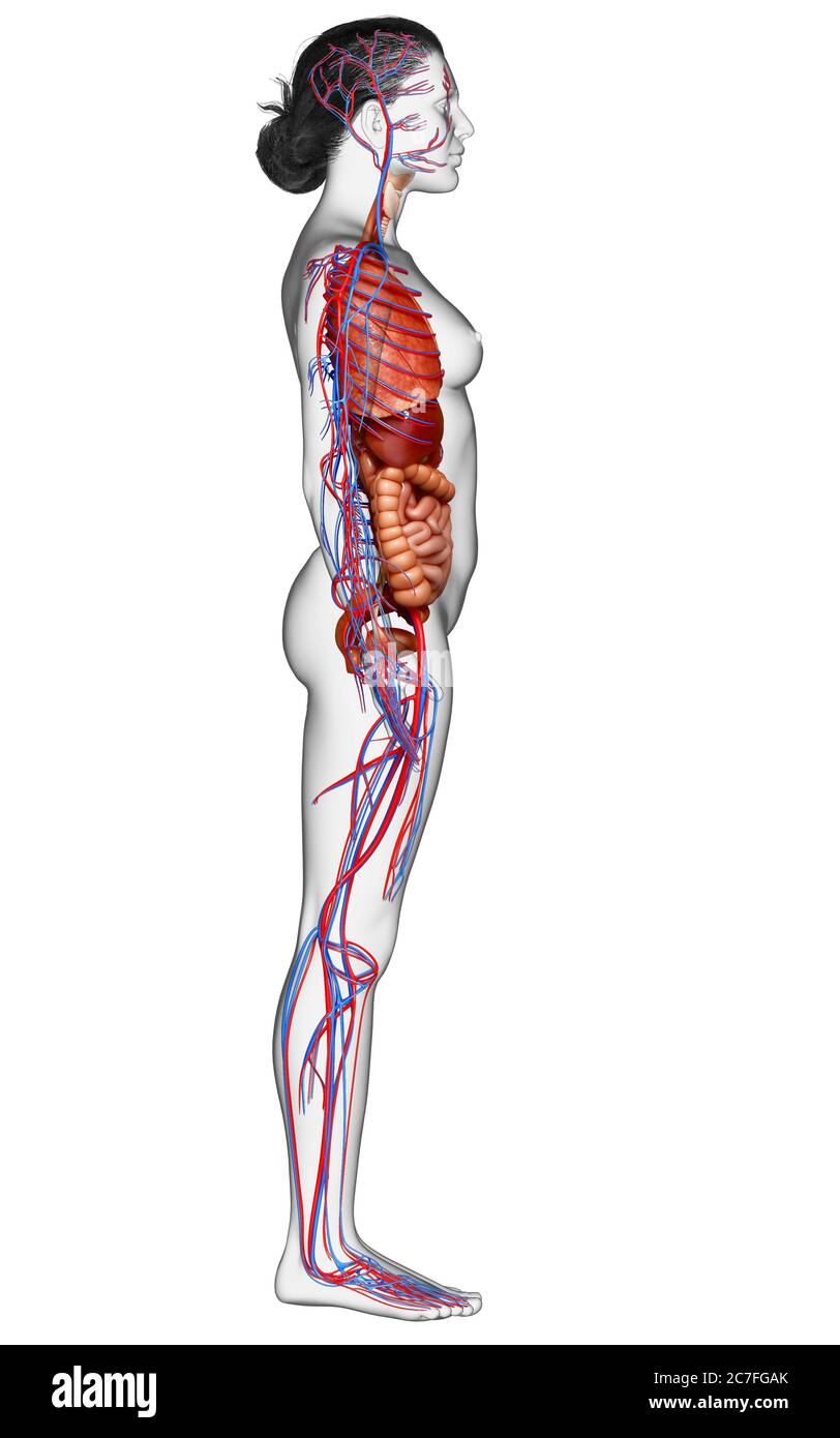 3d rendered medically accurate illustration of the female circulatory ...
