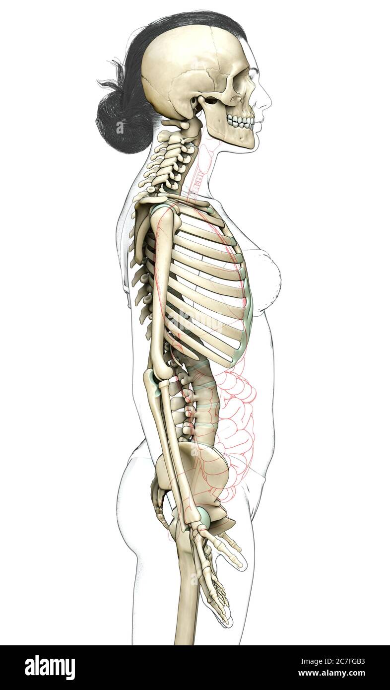 3d rendered, medically accurate illustration of a female skeleton ...