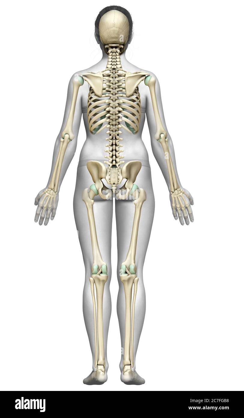 3d rendered, medically accurate illustration of a female skeleton ...