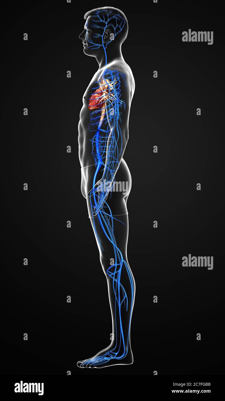 3d rendered medically accurate illustration of a male Veins anatomy ...