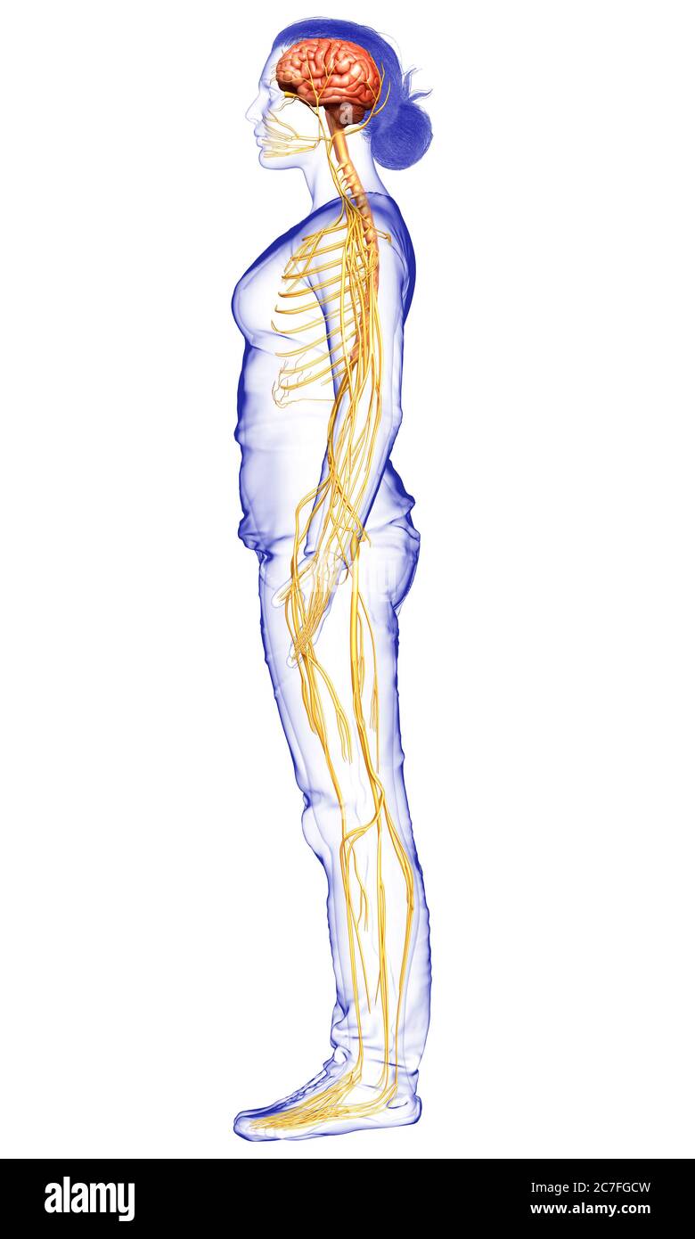 3d rendered medically accurate illustration of a female nervous system ...