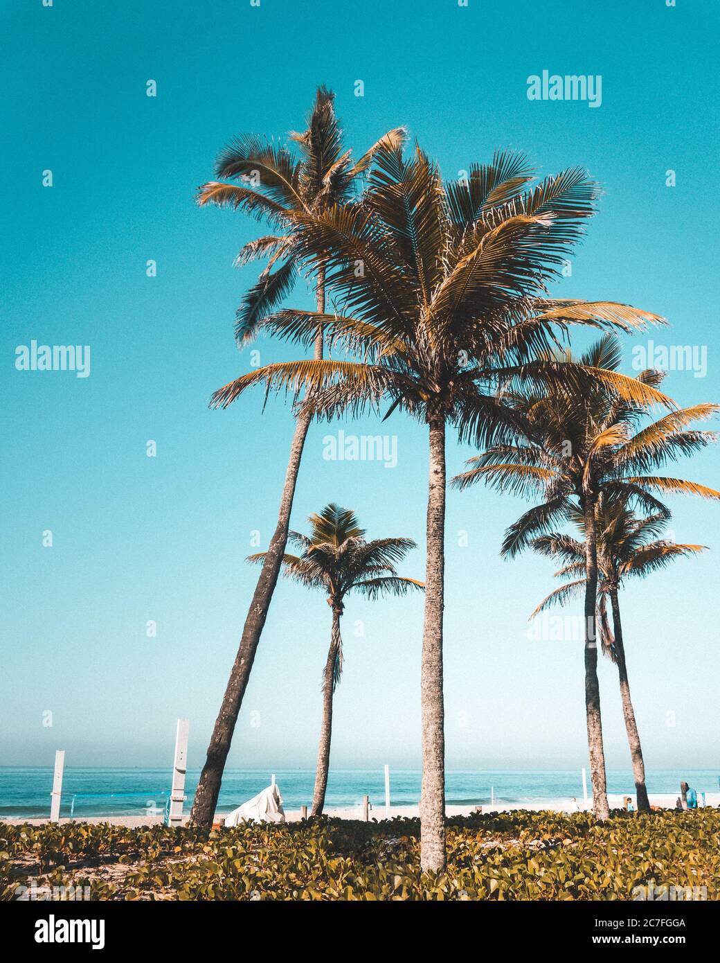 Vertical shot of palm trees in Ipanema beach. Rio de Janeiro Stock ...