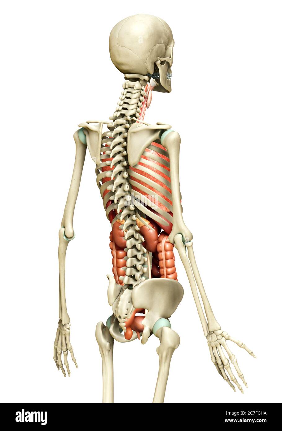 3d rendered medically accurate illustration of Internal organs and ...