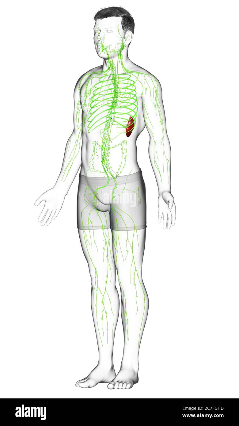 3d rendered medically accurate illustration of a male lymphatic system ...