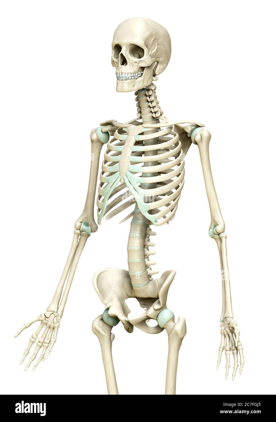 3d rendered, medically accurate illustration of the skeleton system ...