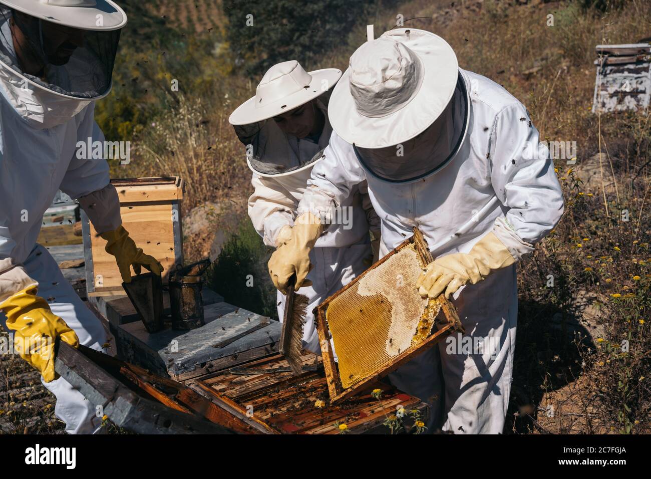 Beekeepers working to collect honey. Organic beekeeping concept Stock ...