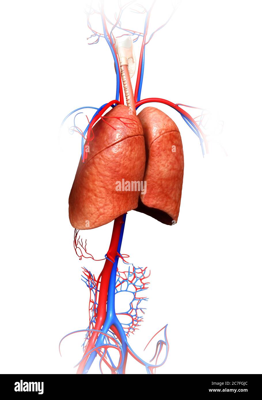 3d rendered, medically accurate illustration of a lung anatomy Stock ...