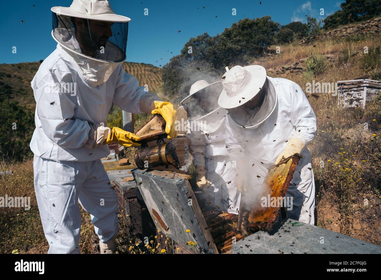 Beekeepers working to collect honey. Organic beekeeping concept Stock ...