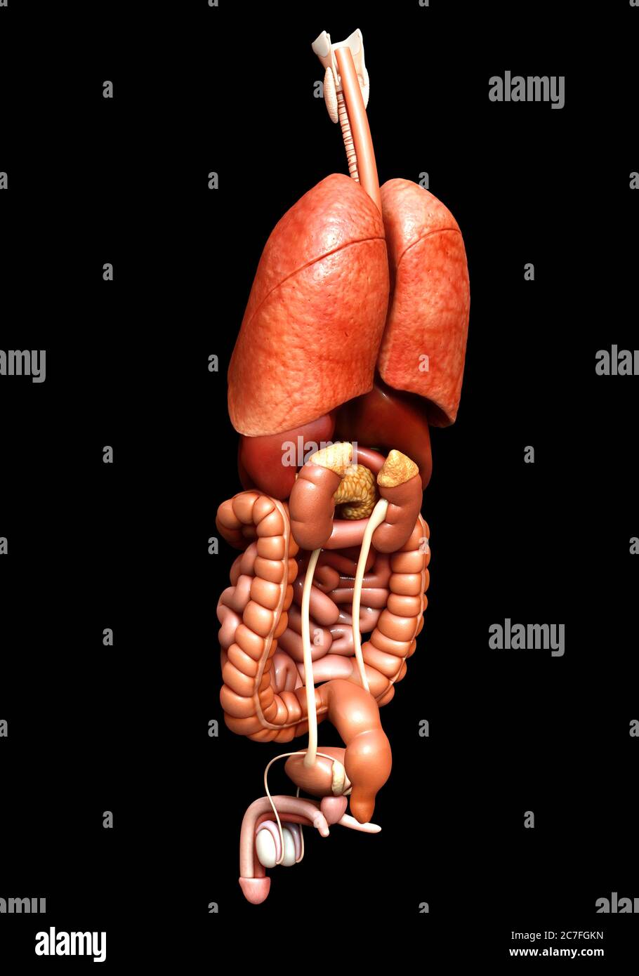 3d rendered medically accurate illustration of Internal organs Stock ...