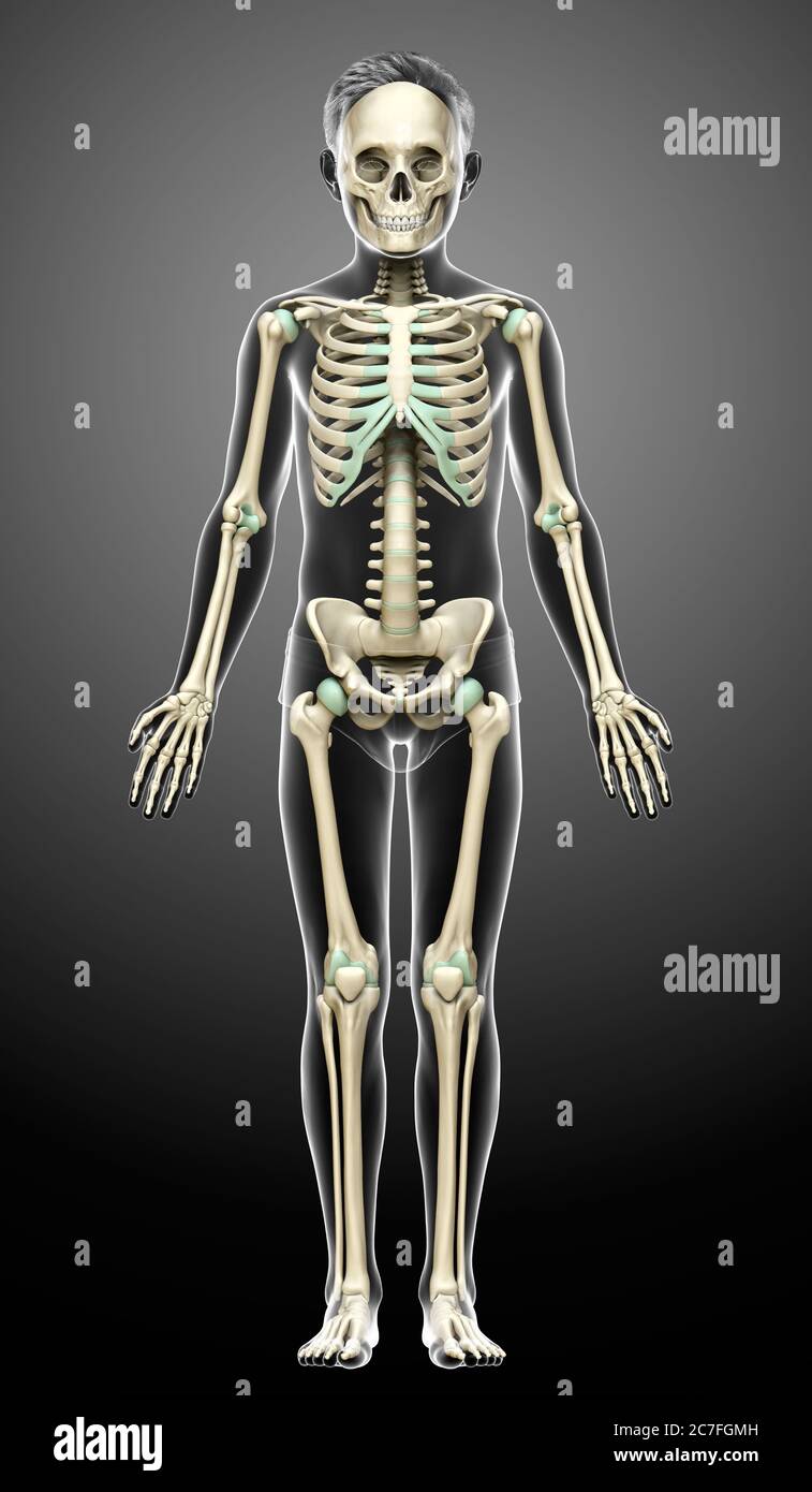 3d rendered, medically accurate illustration of a young boy skeleton ...