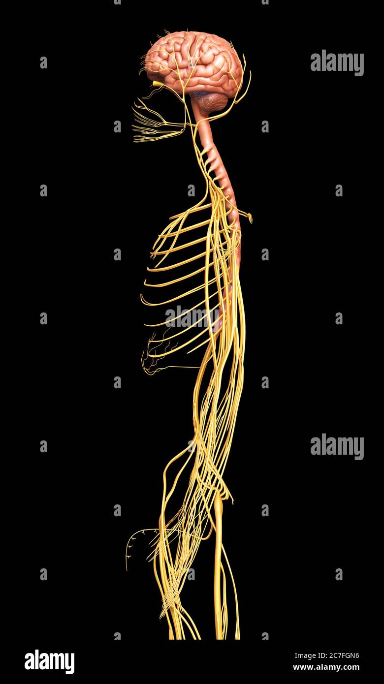 3d rendered medically accurate illustration of the nervous system Stock ...