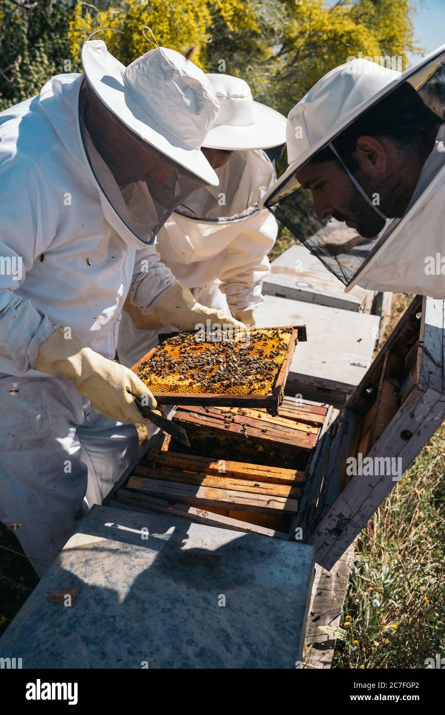 Beekeepers working to collect honey. Organic beekeeping concept Stock ...