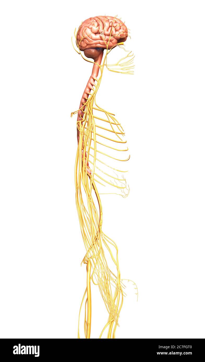 3d rendered medically accurate illustration of the nervous system Stock ...
