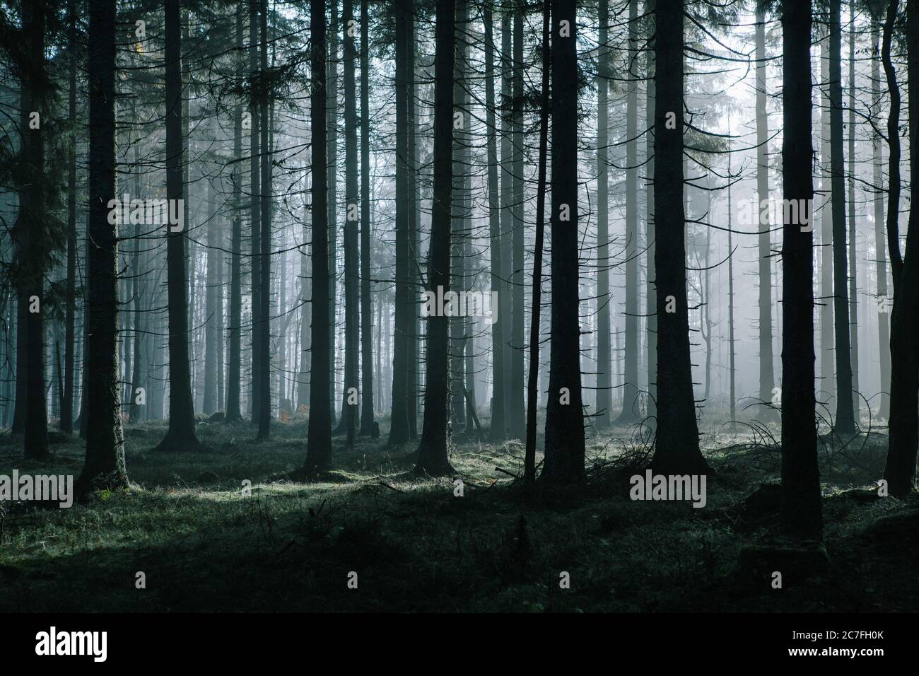 Mysterious dark forest hi-res stock photography and images - Alamy