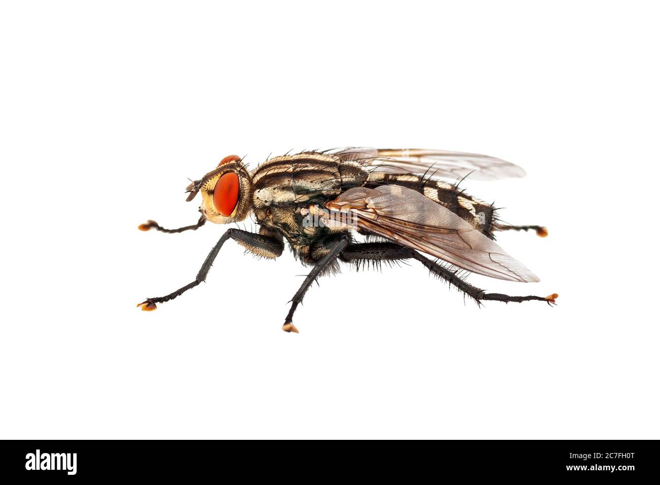 Hairy white insect hi-res stock photography and images - Alamy