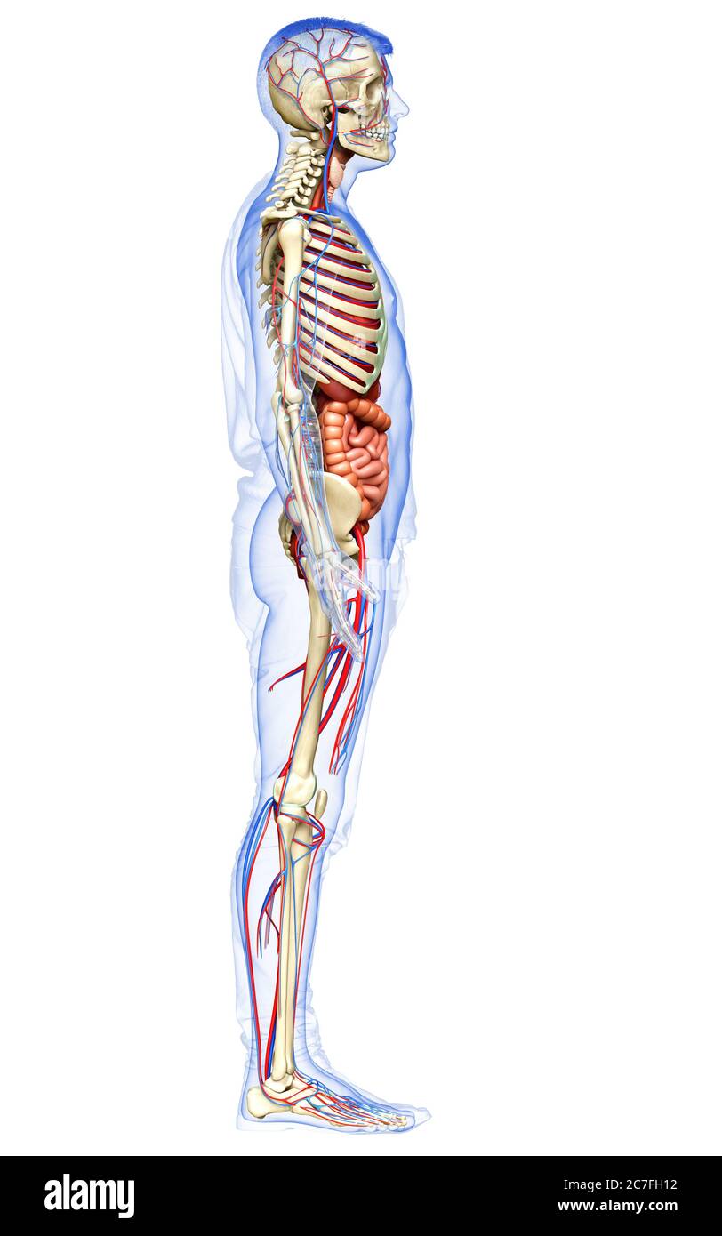 3d Rendered Medically Accurate Illustration Of Male Internal Organs