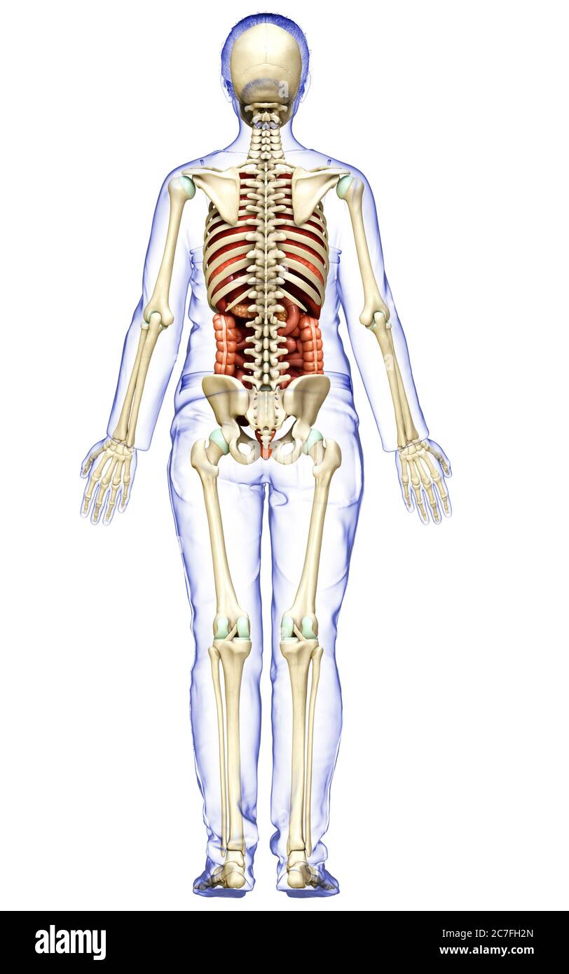 3d rendered medically accurate illustration of female Internal organs ...