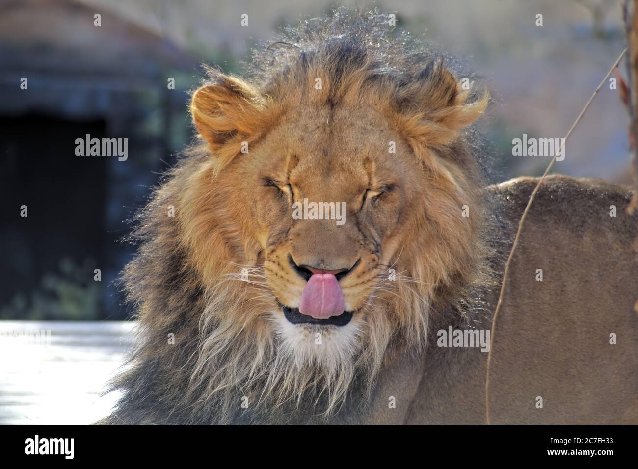 Closeup of a lion squinting under sunlight with buildings and greenery ...