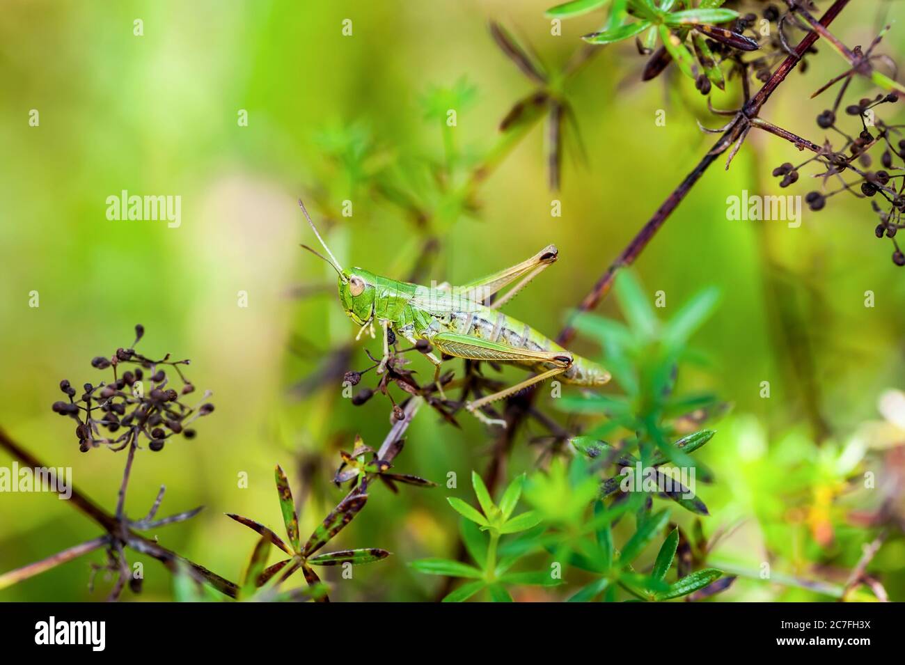 Common Grasshopper Insect on Grass Stock Photo - Alamy